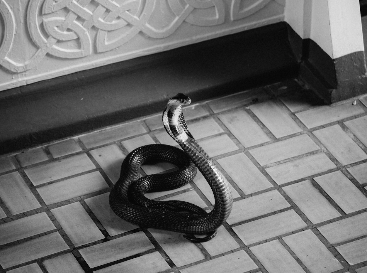 Unintended Consequences And The Cobra Effect In Economics Today